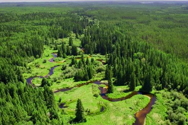 Canada's Boreal Forest | Ecological Importance of the Boreal Forest
